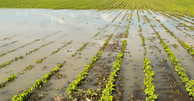 Newly identified genes may help protect crops against flooding ...