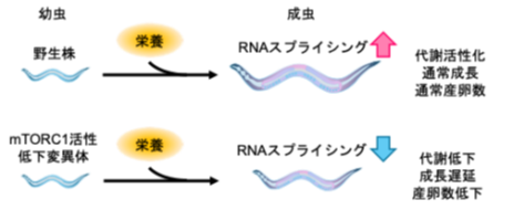 【研究成果】成長や寿命制御に関わる栄養応答因子mTORC1の新機能を発見～成長の仕組みの理解や抗老化研究への応用展開が期待～ | 広島大学