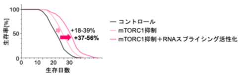 【研究成果】成長や寿命制御に関わる栄養応答因子mTORC1の新機能を発見～成長の仕組みの理解や抗老化研究への応用展開が期待～ | 広島大学