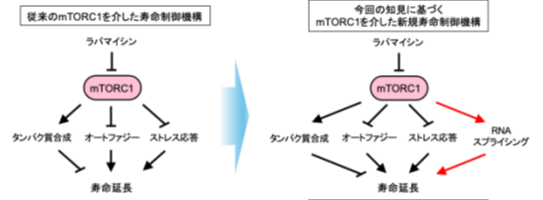 【研究成果】成長や寿命制御に関わる栄養応答因子mTORC1の新機能を発見～成長の仕組みの理解や抗老化研究への応用展開が期待～ | 広島大学