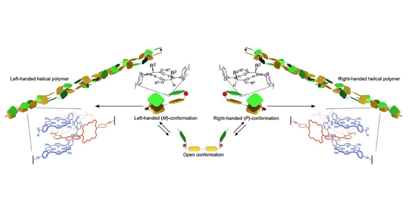 Nature inspires self-assembling helical polymer | Hiroshima University