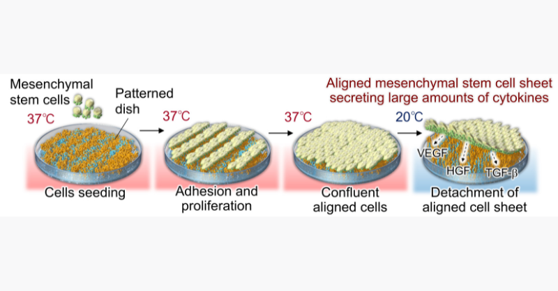 Aligned stem cell sheets could improve regenerative therapies ...