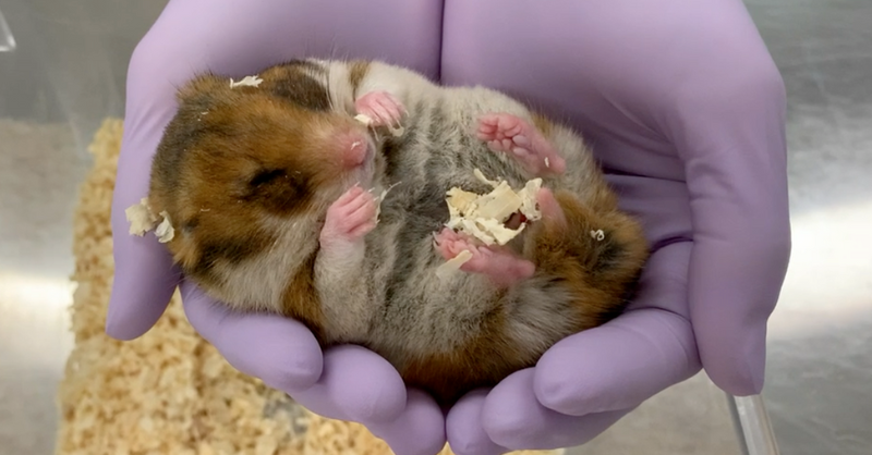 Hibernating hamsters maintain muscle cells by suppressing muscle ...