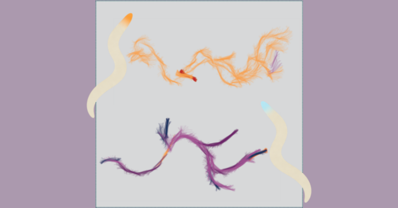 How predatory aggression evolved in nematodes | Hiroshima University