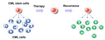 [Research]How do harmful CML stem cells get their nutrients? | 广岛大学